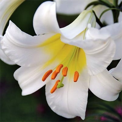 Use Lilies to Double your Colour and Fragrance Per Square Foot - Bulb ...